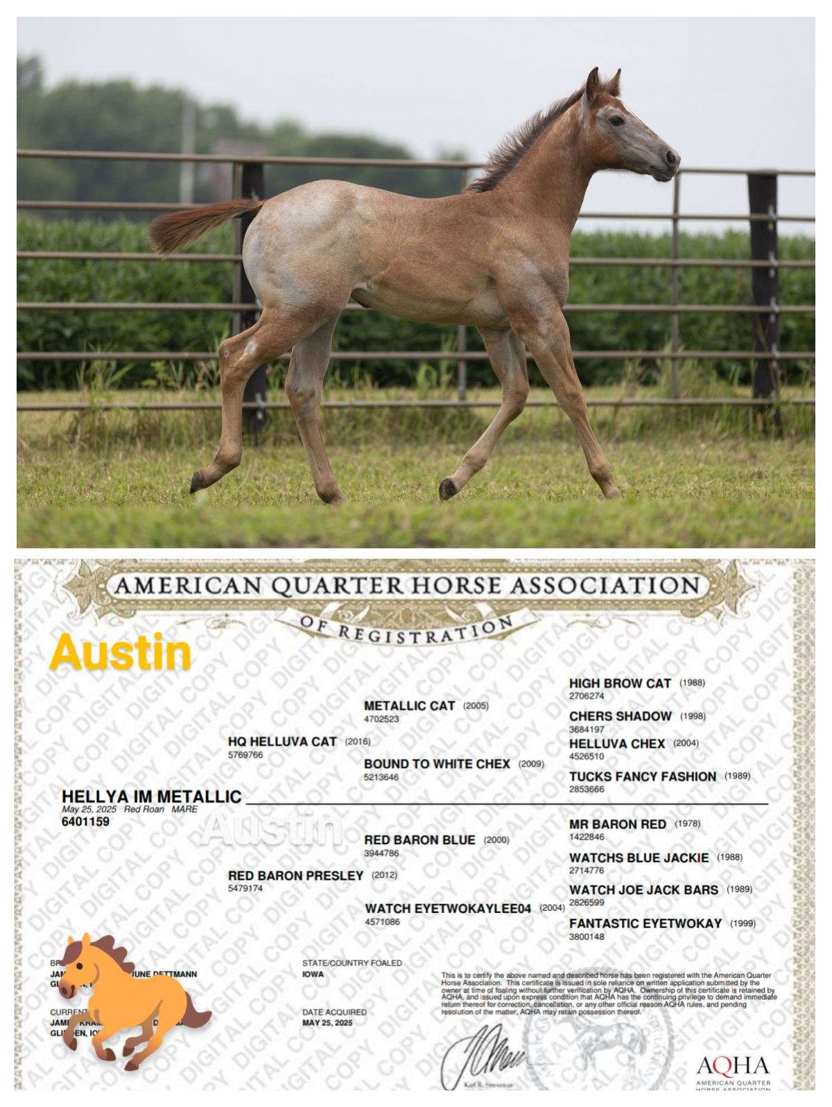 Red Roan /Gray 2025 Filly. Pitzar Bred On Dams Side, Matallic Cat Top Side