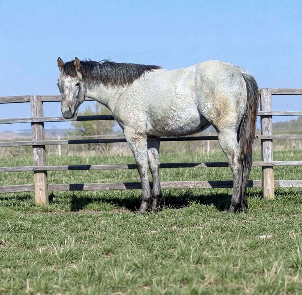 Red Roan /Gray 2025 Filly. Pitzar Bred On Dams Side, Matallic Cat Top Side
