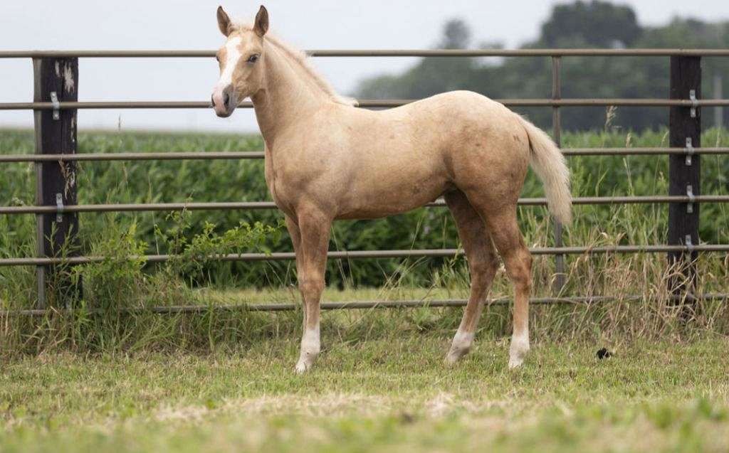 AQHA 2025 Palomino Filly, "Playgn Peptochexmal