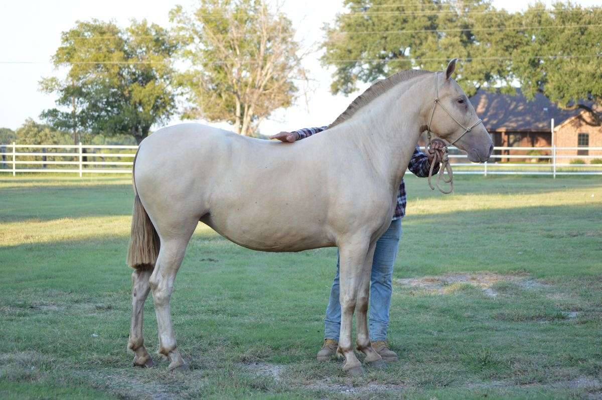 Stunning PRE Revised Double Pearl Mare