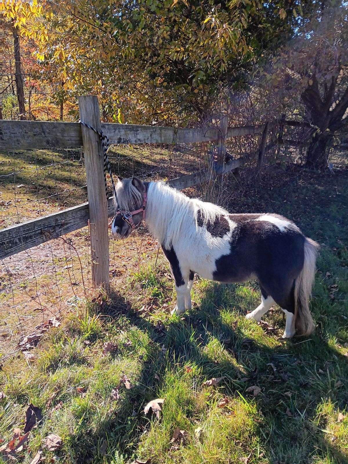 Miniature Horse Mare