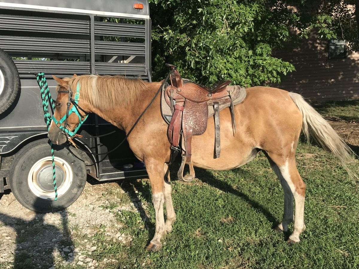 Haflinger Cross Mare - Amish Broke to Ride and Drive