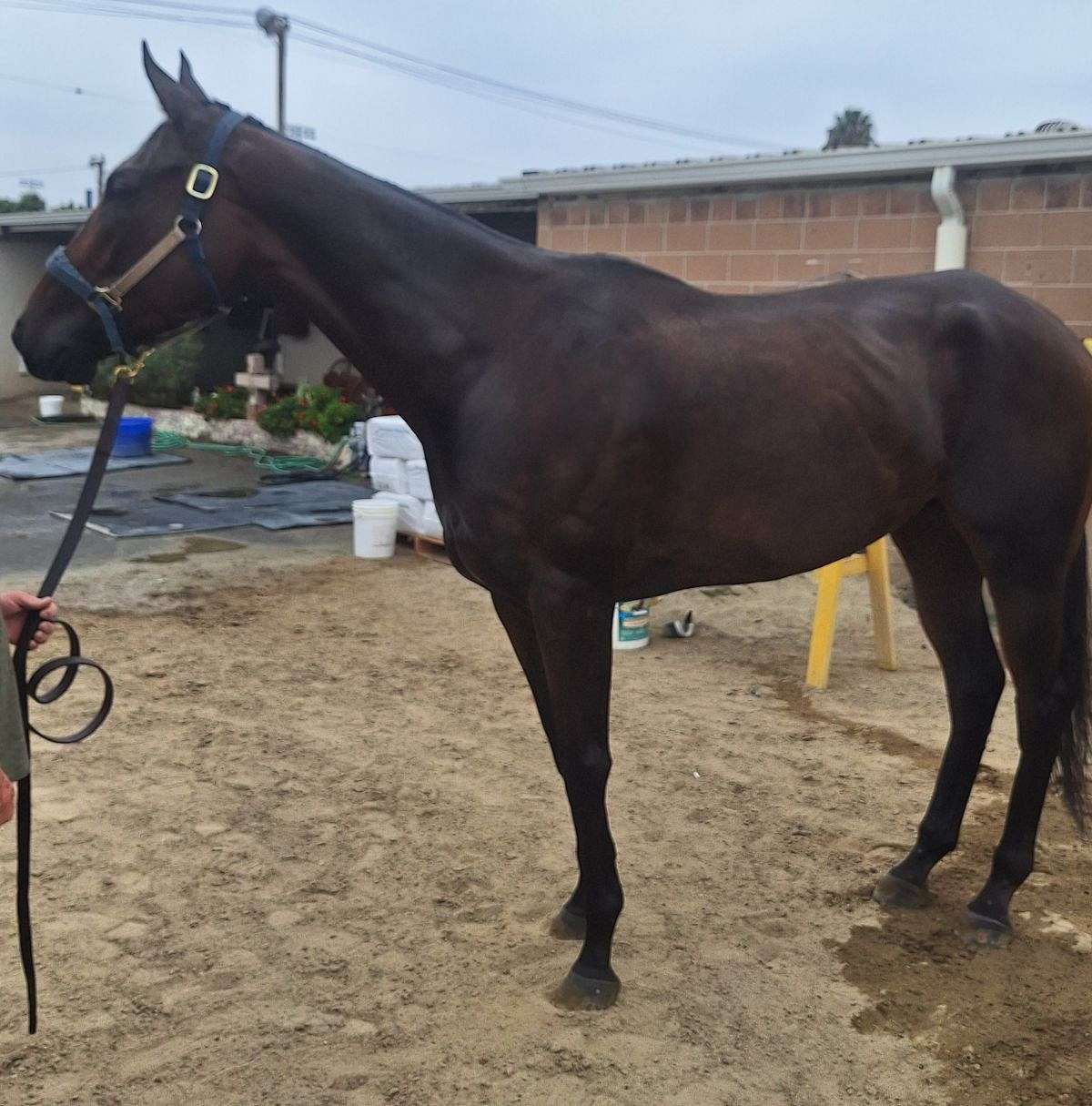 5 Year Old 17 Hands Tall Thoroughbred Gelding