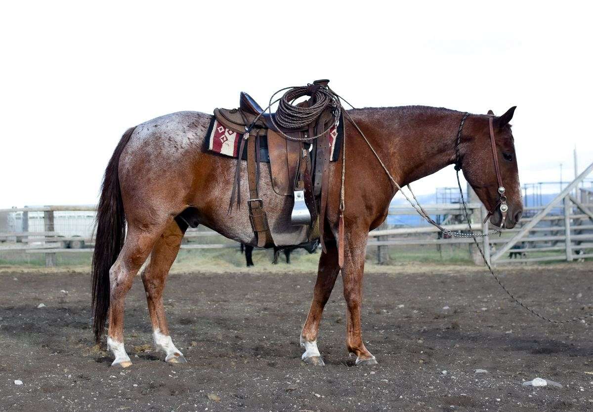 Eli Boon - Red Roan - Ranch Gelding