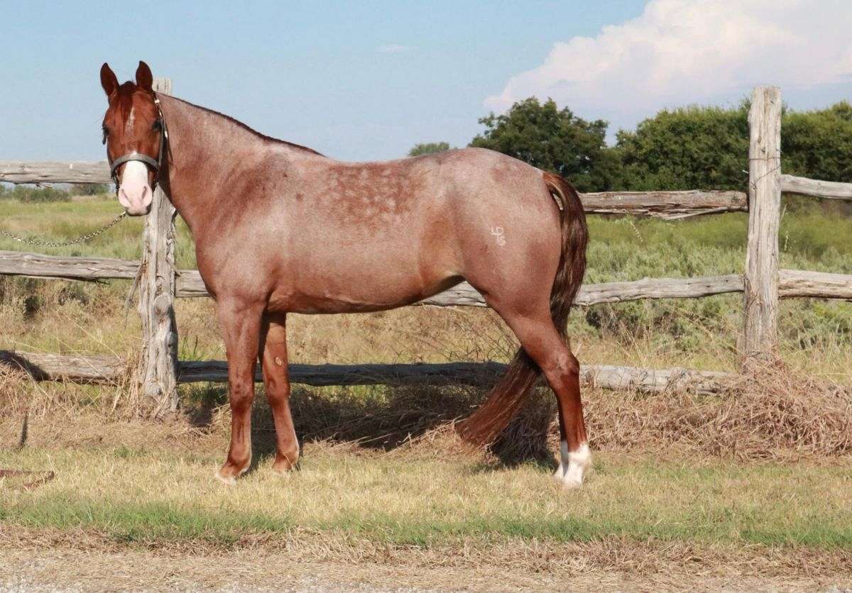 Stunning Gaited Ranch Horse Deluxe 4 Yr Old Missouri Fox Trotter Mare!