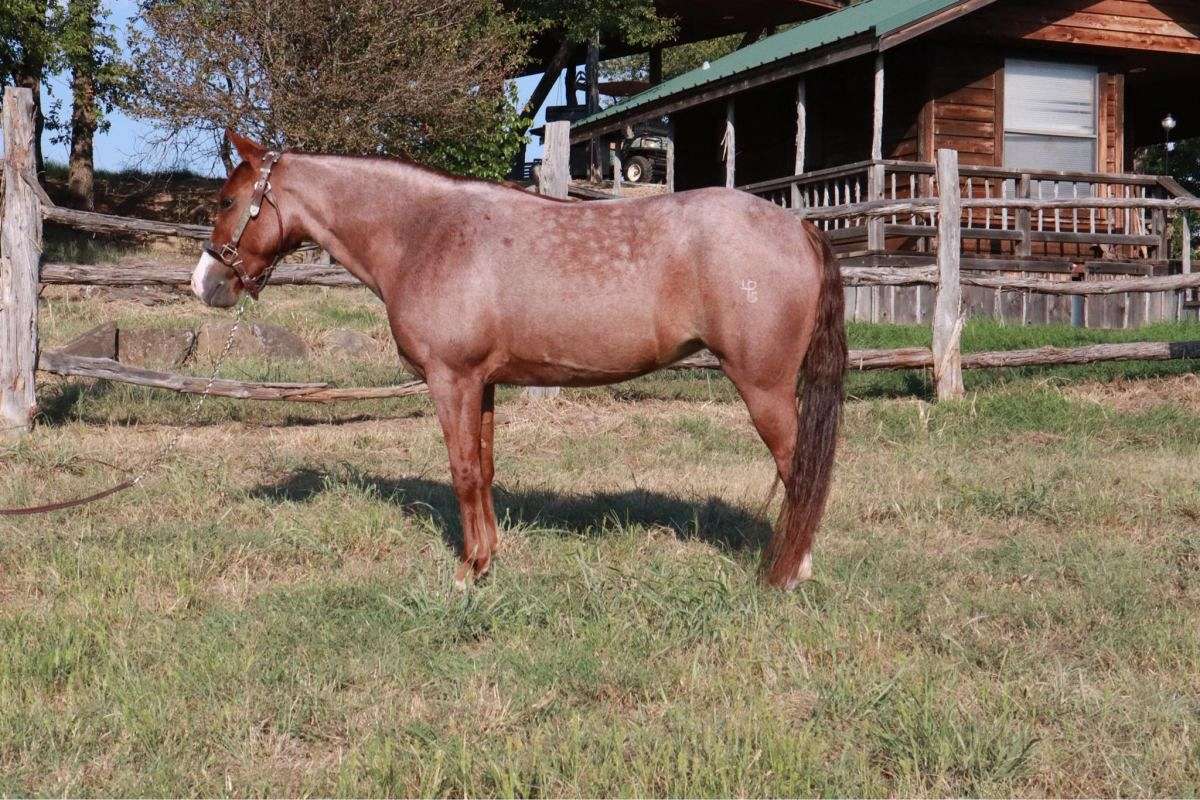 Stunning Gaited Ranch Horse Deluxe 4 Yr Old Missouri Fox Trotter Mare!