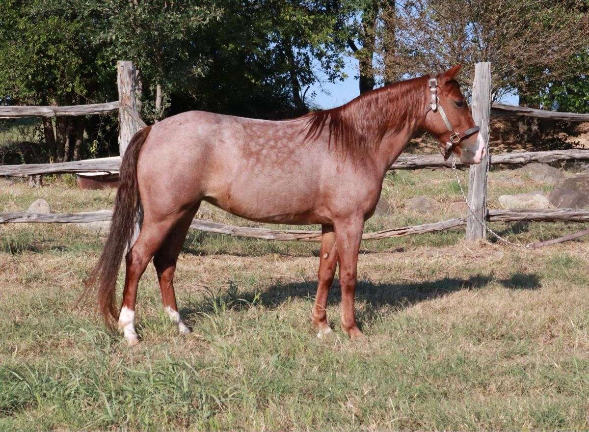 Stunning Gaited Ranch Horse Deluxe 4 Yr Old Missouri Fox Trotter Mare!
