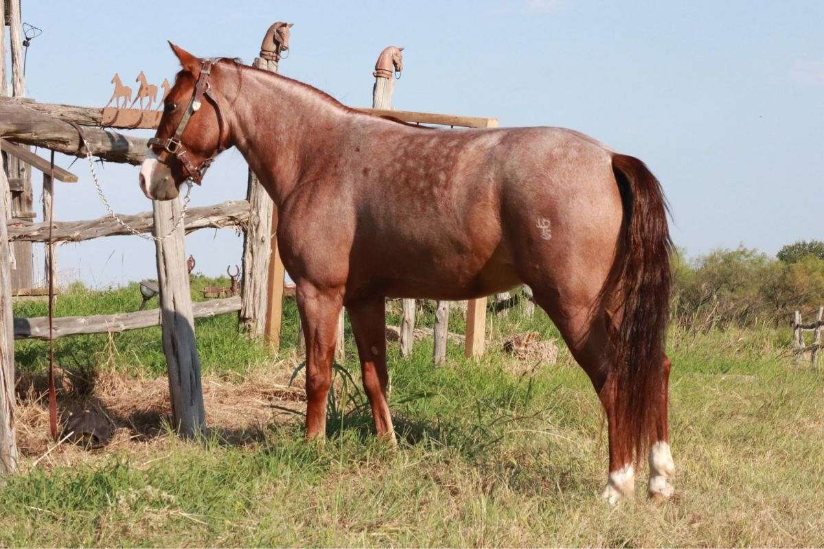 Stunning Gaited Ranch Horse Deluxe 4 Yr Old Missouri Fox Trotter Mare!