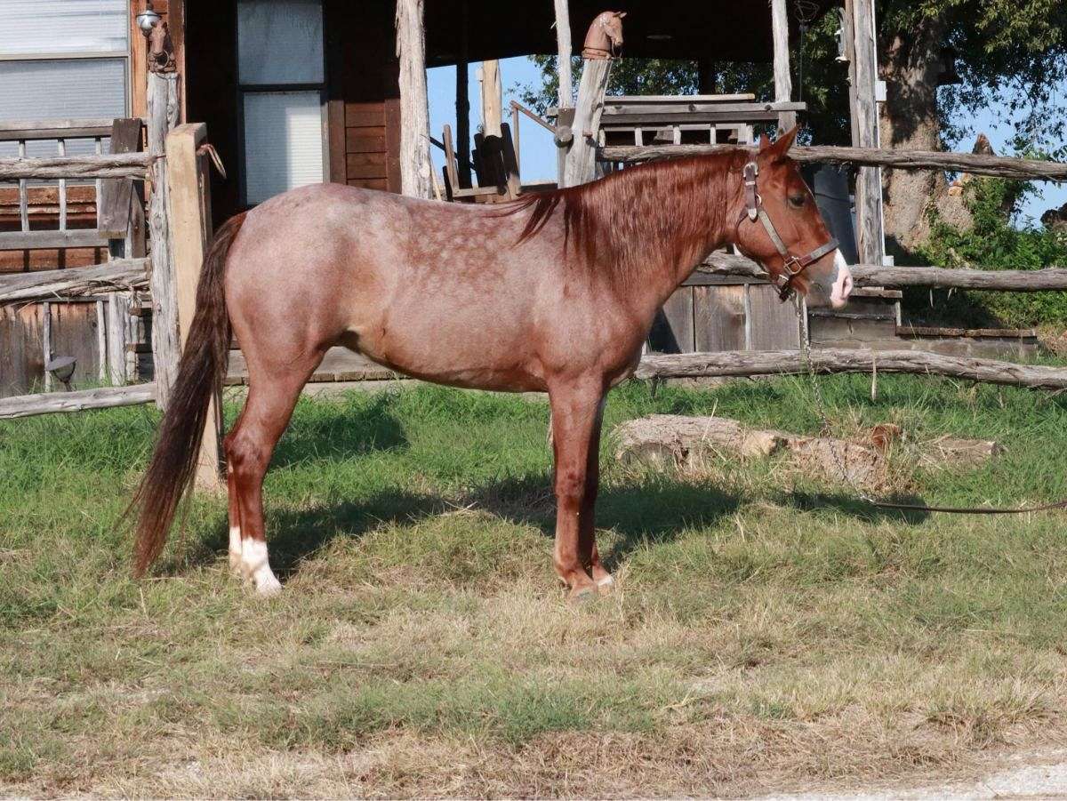 Stunning Gaited Ranch Horse Deluxe 4 Yr Old Missouri Fox Trotter Mare!