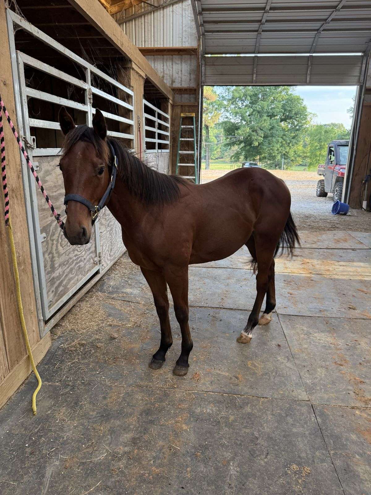 Doc Bar Bred Colt