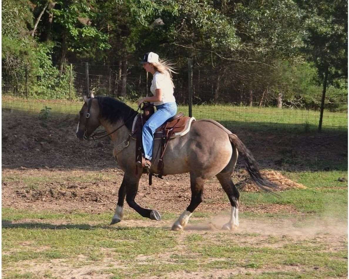 Extra Special Draft Cross Gelding