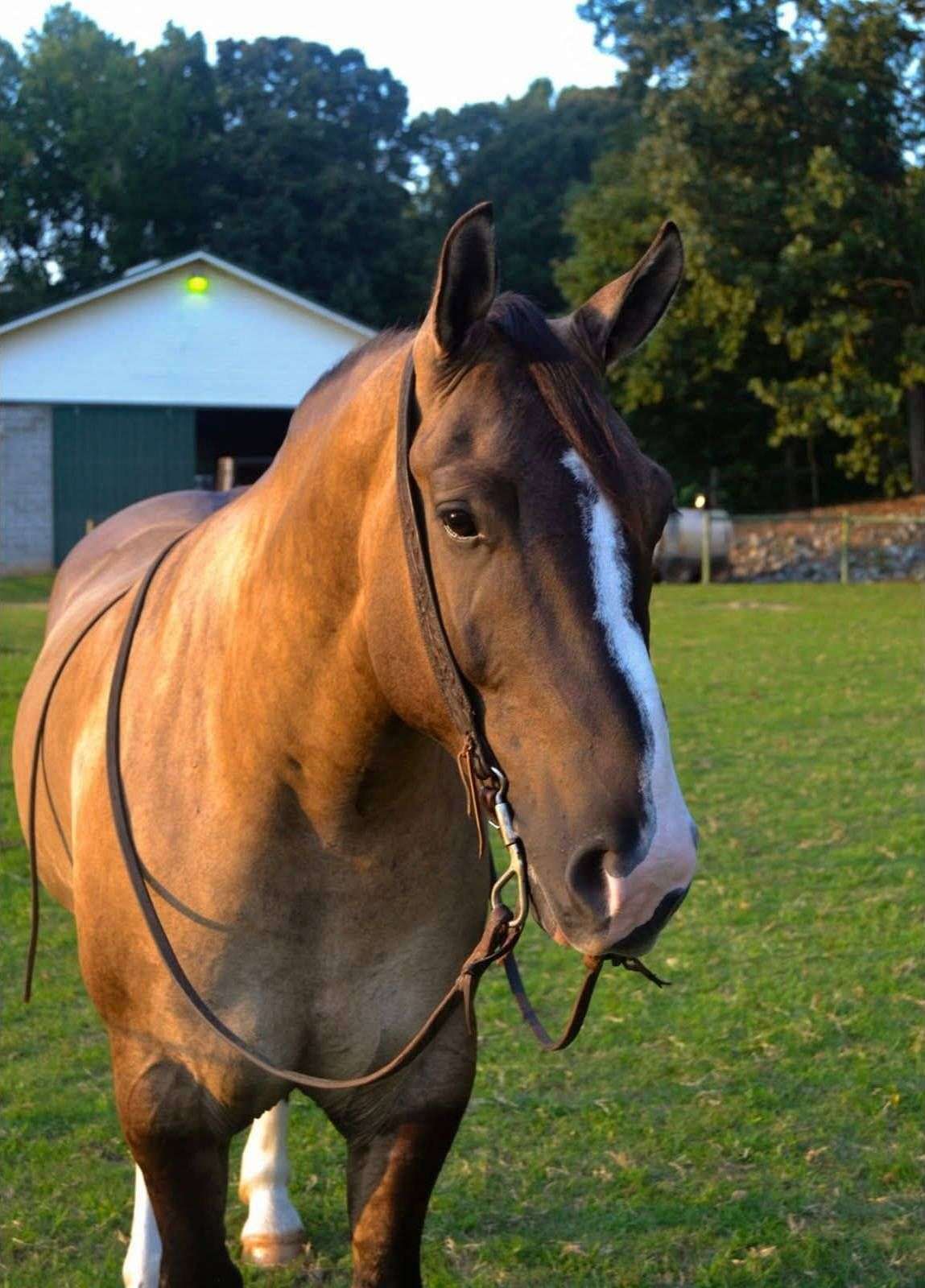 Extra Special Draft Cross Gelding