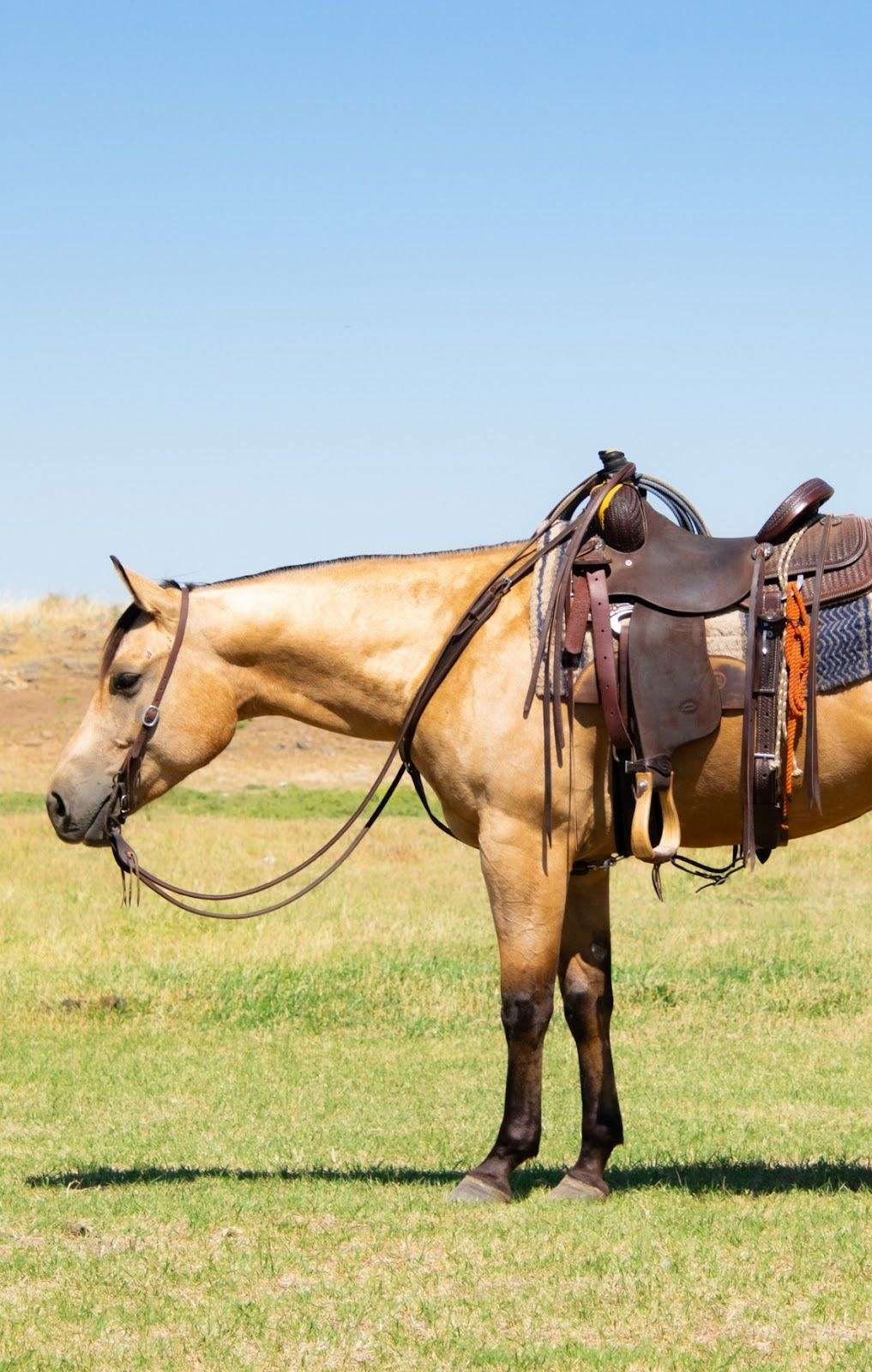 Quigley - Super Gentle & Friendly 3 Yr Old Buckskin AQHA Gelding!