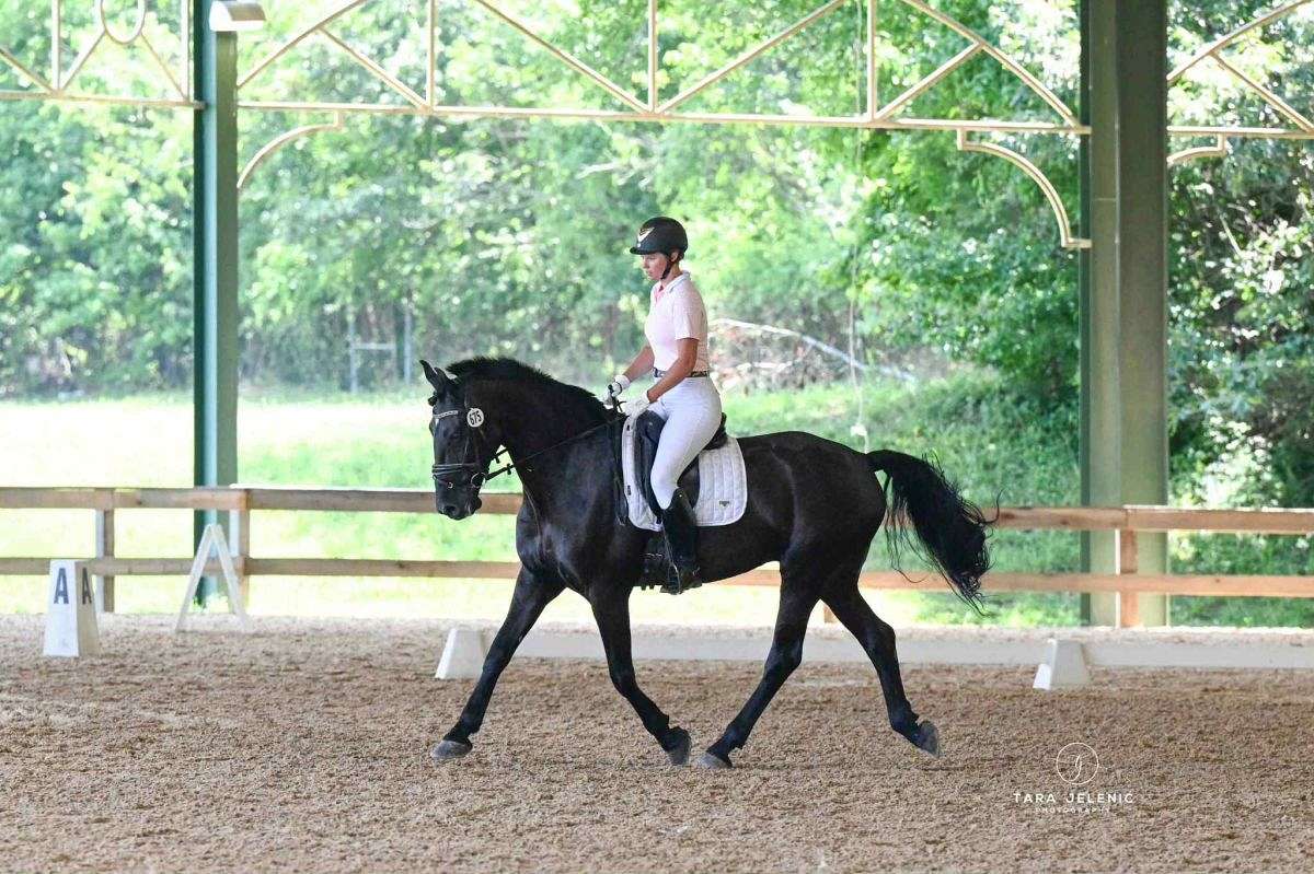 Rizzo - a Total Dream Horse 10 Yr Old Black Friesian Sporthorse Gelding!