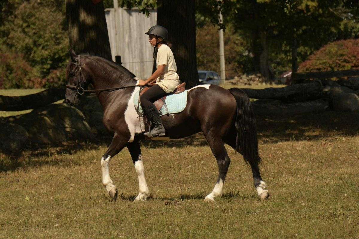 Chase - Absolutely Stunning 10 Yr Old Black & White Friesian Cross Gelding