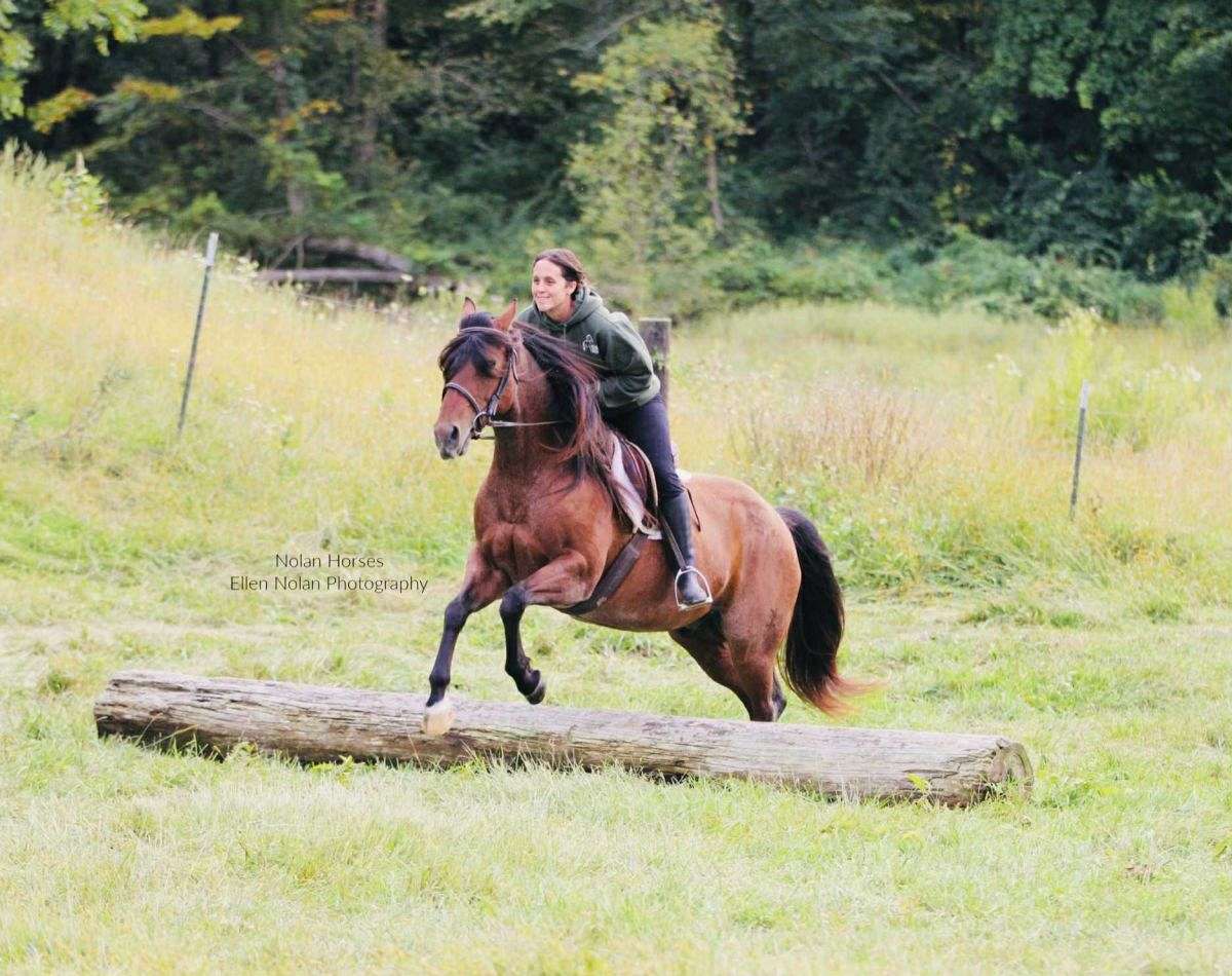 Wrangler - Solid & Dependable 7 Yr Old Red Roan AQHA Gelding!