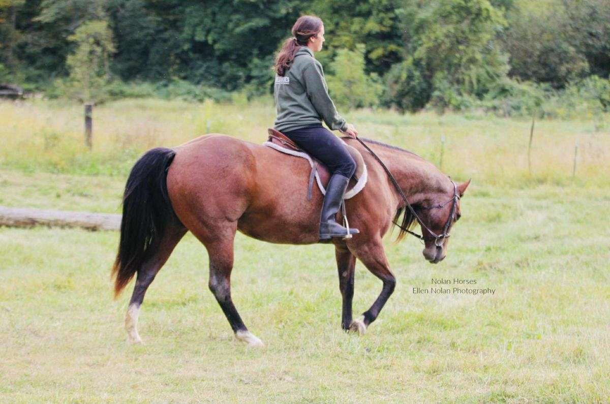 Wrangler - Solid & Dependable 7 Yr Old Red Roan AQHA Gelding!