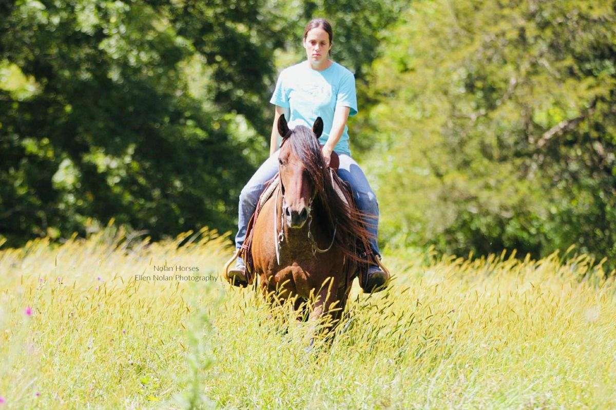 Wrangler - Solid & Dependable 7 Yr Old Red Roan AQHA Gelding!