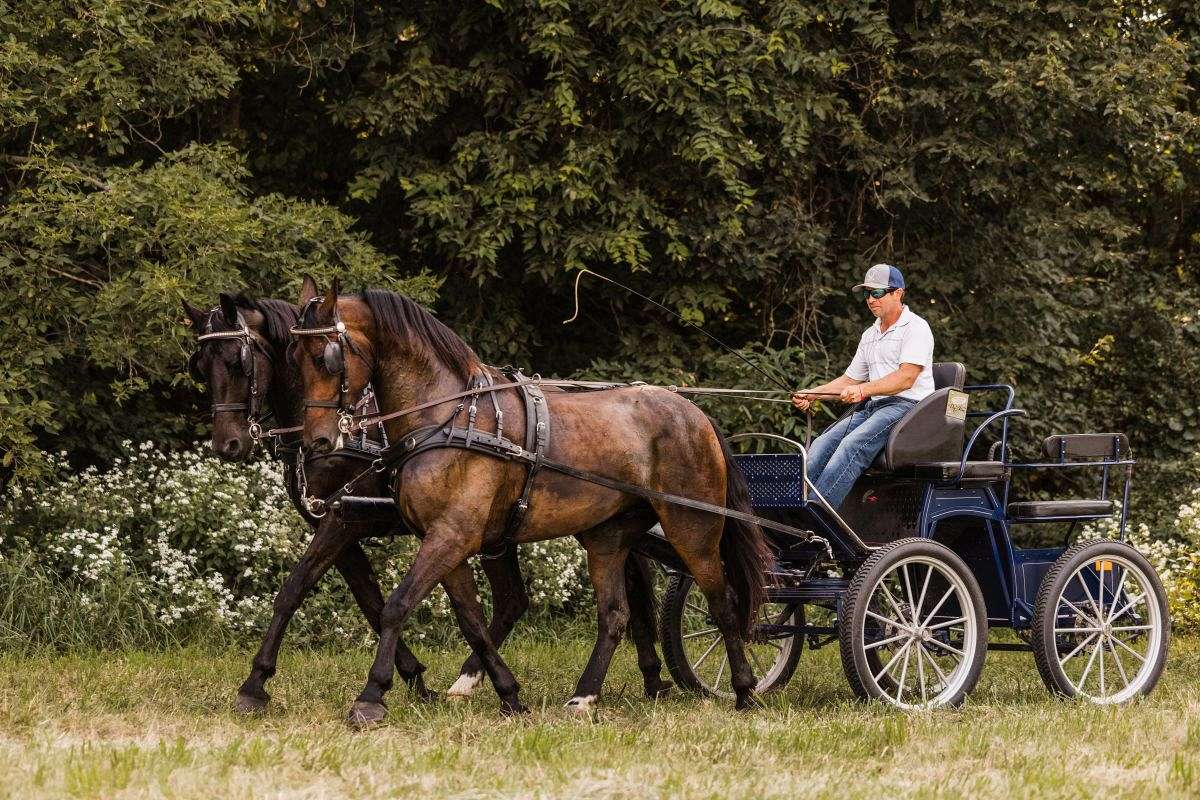 Wilson & Reno - Very Unique & Rare Pair Bay Friesian/Standardbred Geldings!