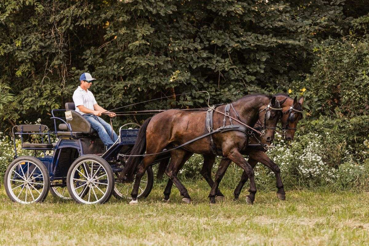Wilson & Reno - Very Unique & Rare Pair Bay Friesian/Standardbred Geldings!