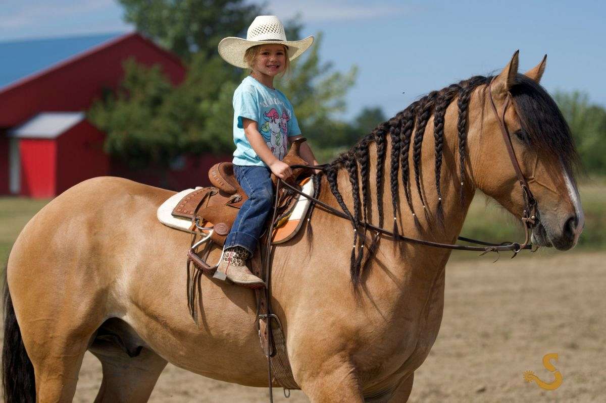 Simba - a True All-in-One 8 Yr Old Dun Gypsy Cross Gelding!
