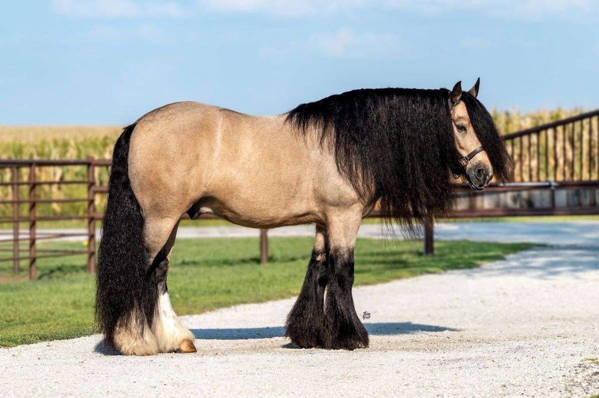 Rebel - Absolutely Breathtaking 8 Yr Old Buckskin Gypsy Vanner Gelding!