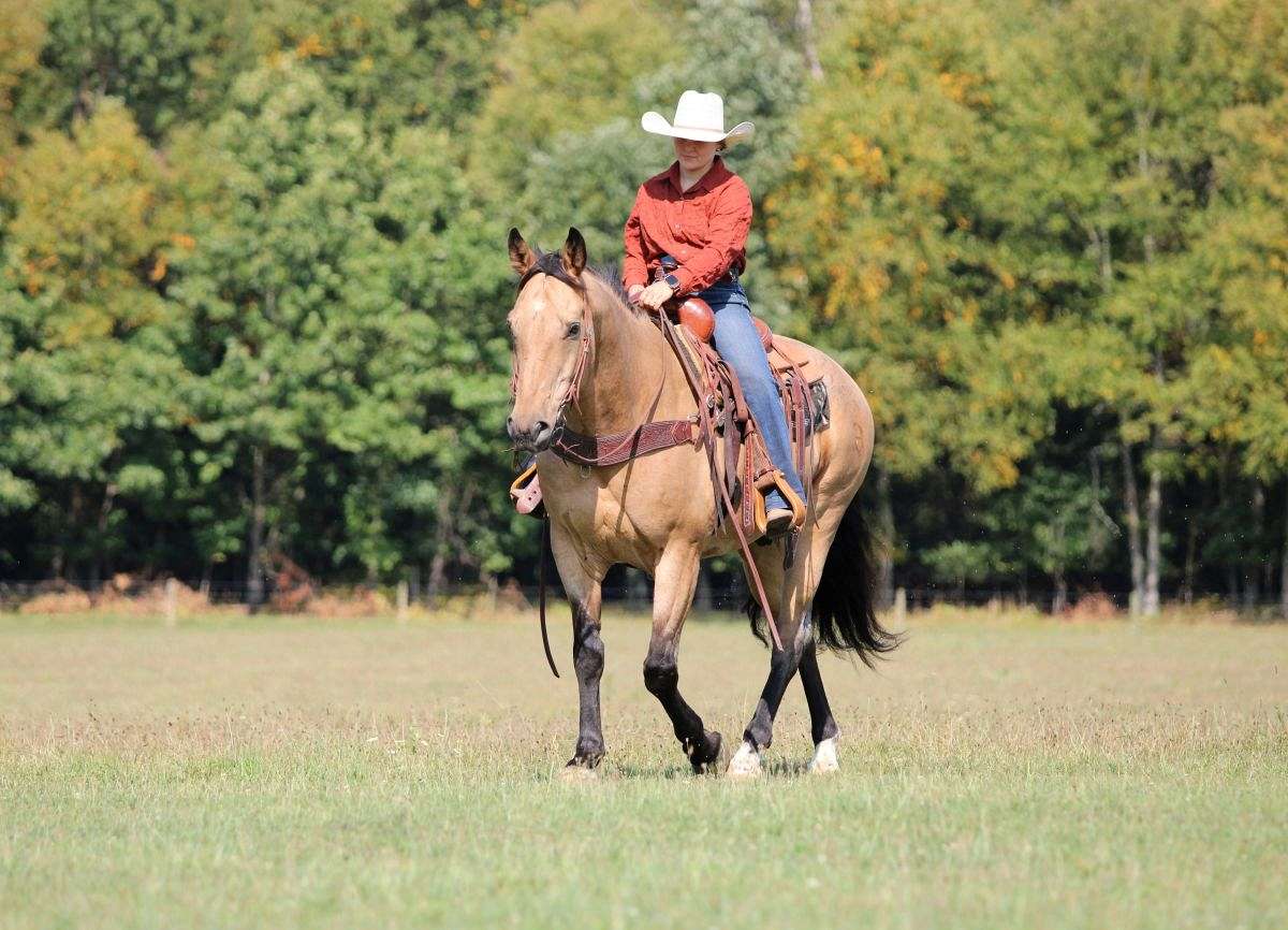 Preacher - Finished Ranch & Trail Horse 10 Yr Old Buckskin QH Gelding!