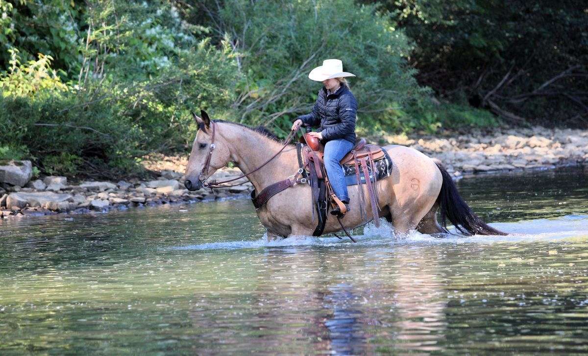 Preacher - Finished Ranch & Trail Horse 10 Yr Old Buckskin QH Gelding!