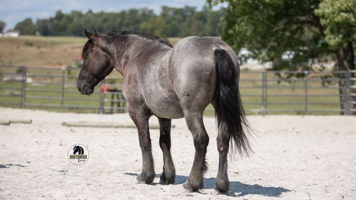 Mr Charles - Absolutely Gorgeous 5 Yr Old Blue Roan Crossbred Gelding!