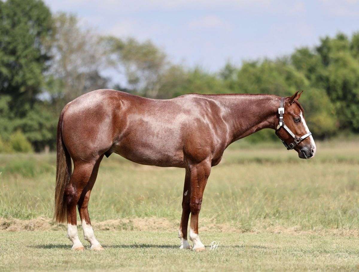 Jack - Exceptional Ranch & Reining Prospect 2 Yr Old Red Roan AQHA Gelding!