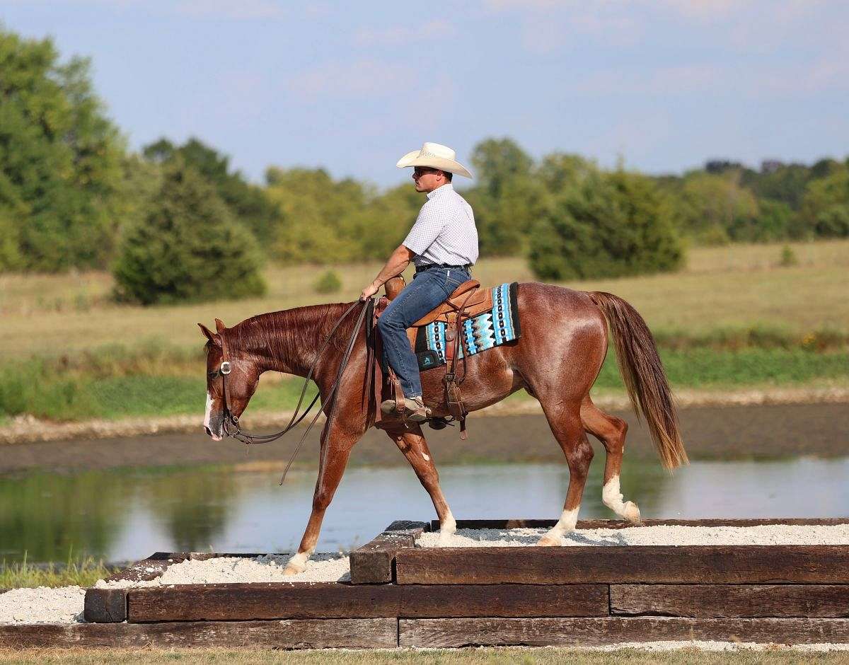 Jack - Exceptional Ranch & Reining Prospect 2 Yr Old Red Roan AQHA Gelding!