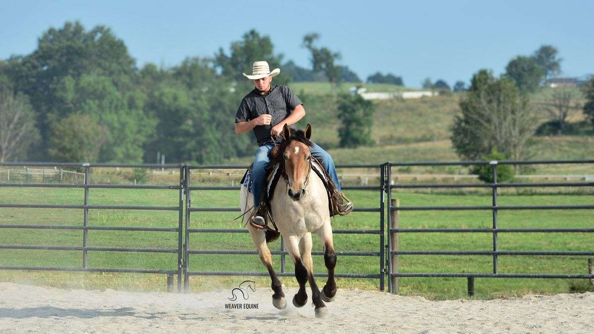 Izzy - Beginner Friendly 4 Yr Old Bay Roan Percheron X QH Mare!