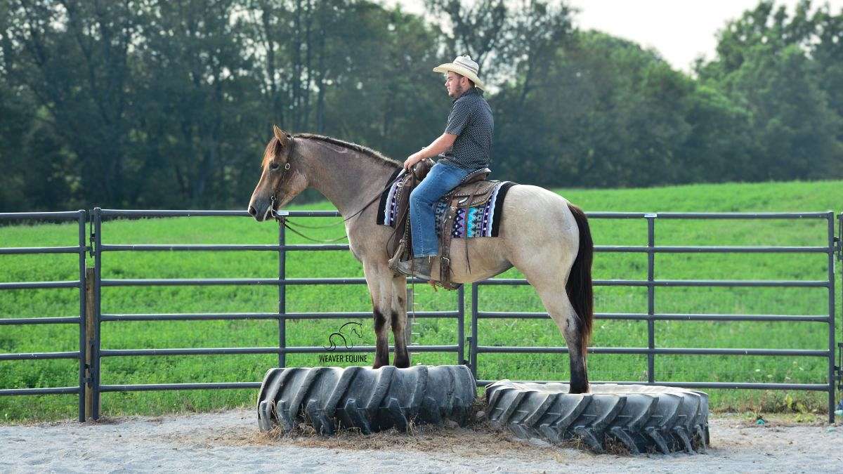 Izzy - Beginner Friendly 4 Yr Old Bay Roan Percheron X QH Mare!