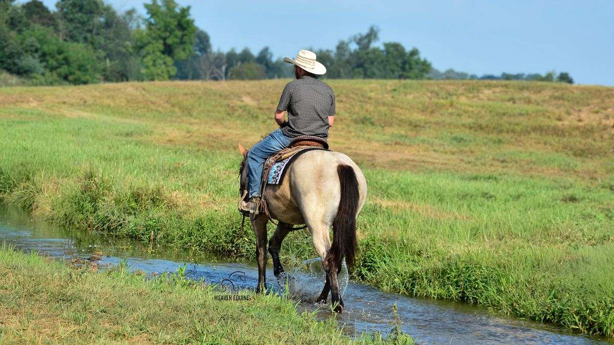 Izzy - Beginner Friendly 4 Yr Old Bay Roan Percheron X QH Mare!
