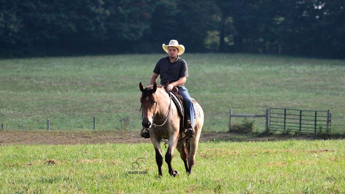 Izzy - Beginner Friendly 4 Yr Old Bay Roan Percheron X QH Mare!