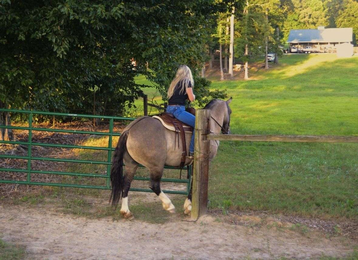 Elmer - an Absolute Puppy Dog 6 Yr Old Grulla Draft Cross Gelding!
