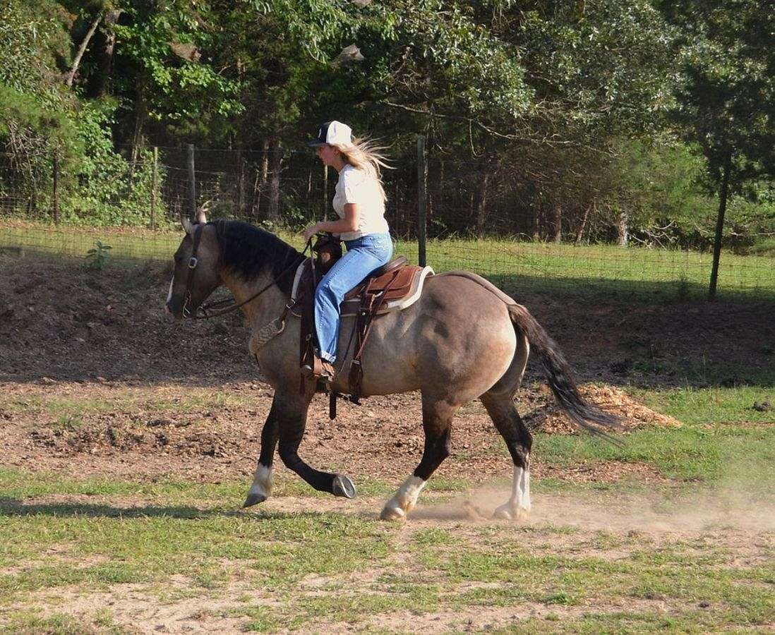Elmer - an Absolute Puppy Dog 6 Yr Old Grulla Draft Cross Gelding!