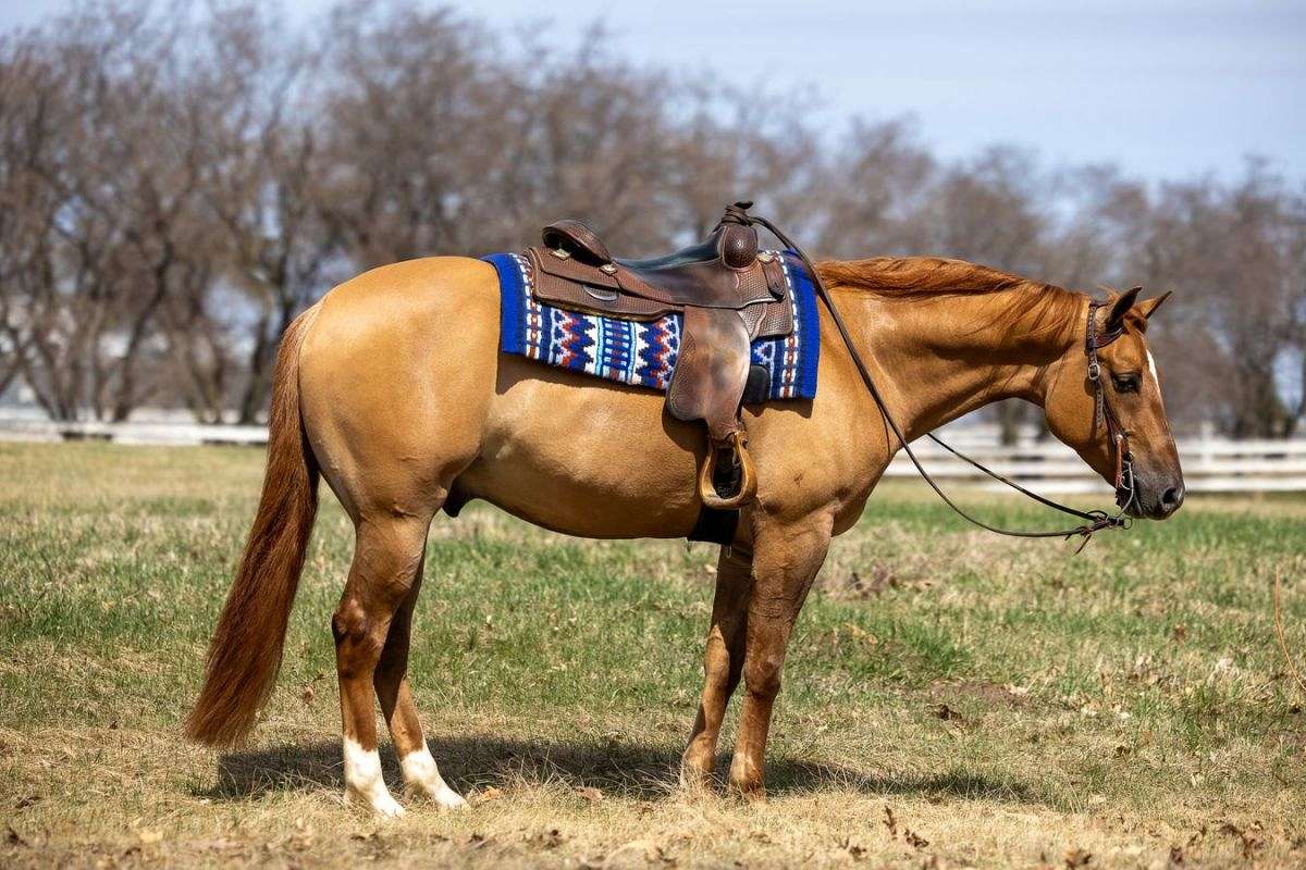 Chilly - One Cool Dude 4 Yr Old Red Dun AQHA Gelding!