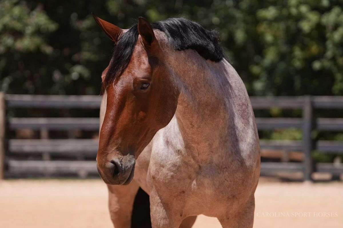 Big Mac - Classy, Well Broke, & Smart 5 yo Bay Roan Percheron X QH Gelding!