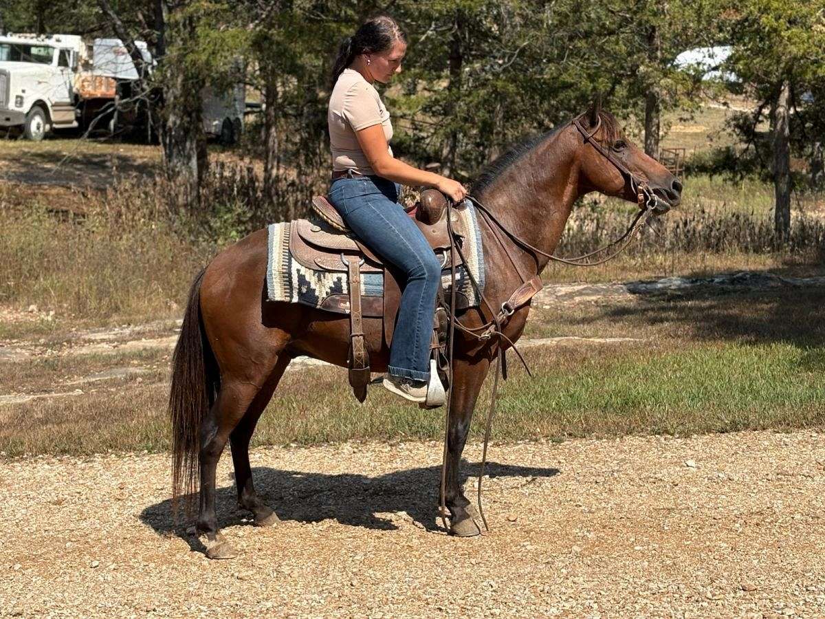 Gentle Gaited Pony Gelding Broke to Ride - Bean