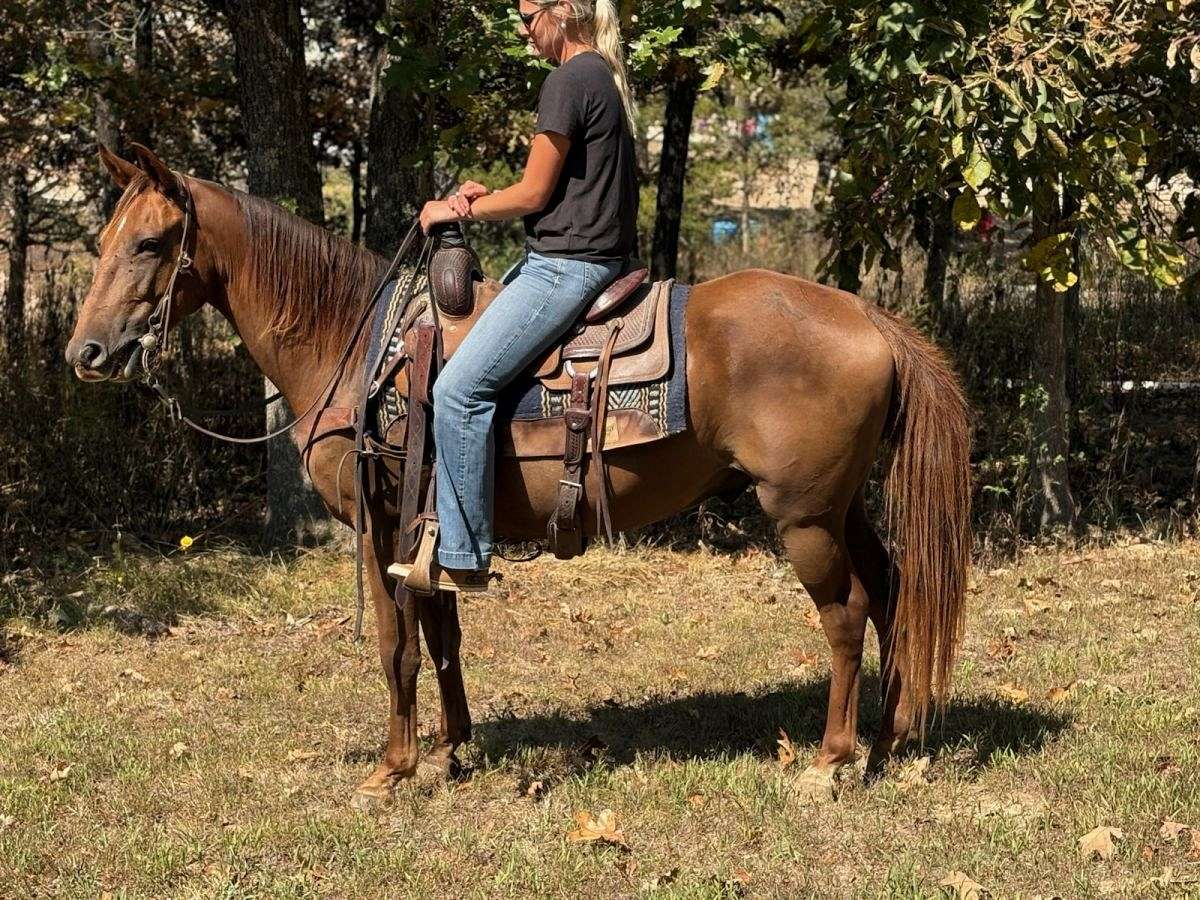 Gentle Broke to Ride Fox Trotter Gelding - Merle