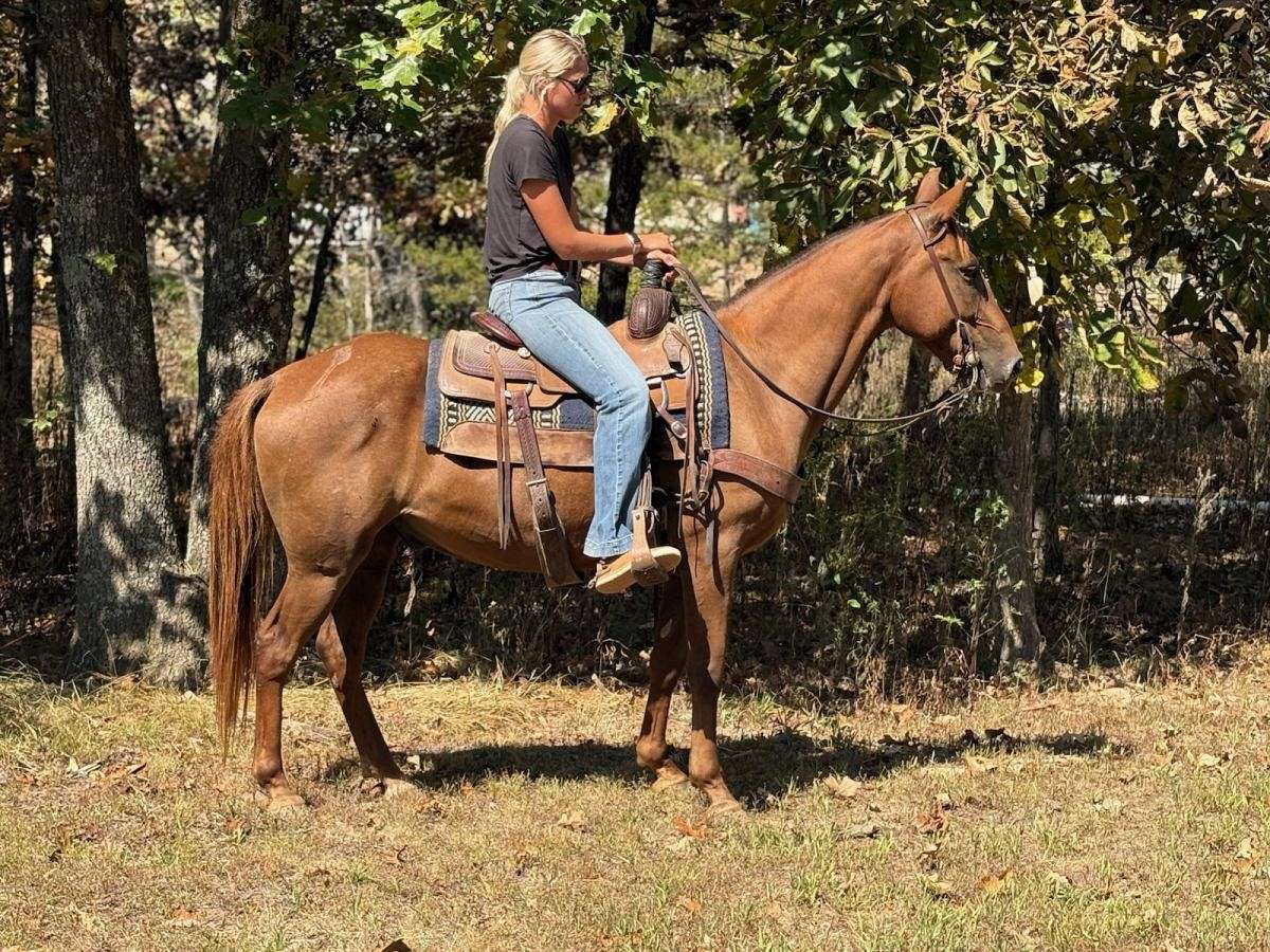 Gentle Broke to Ride Fox Trotter Gelding - Merle