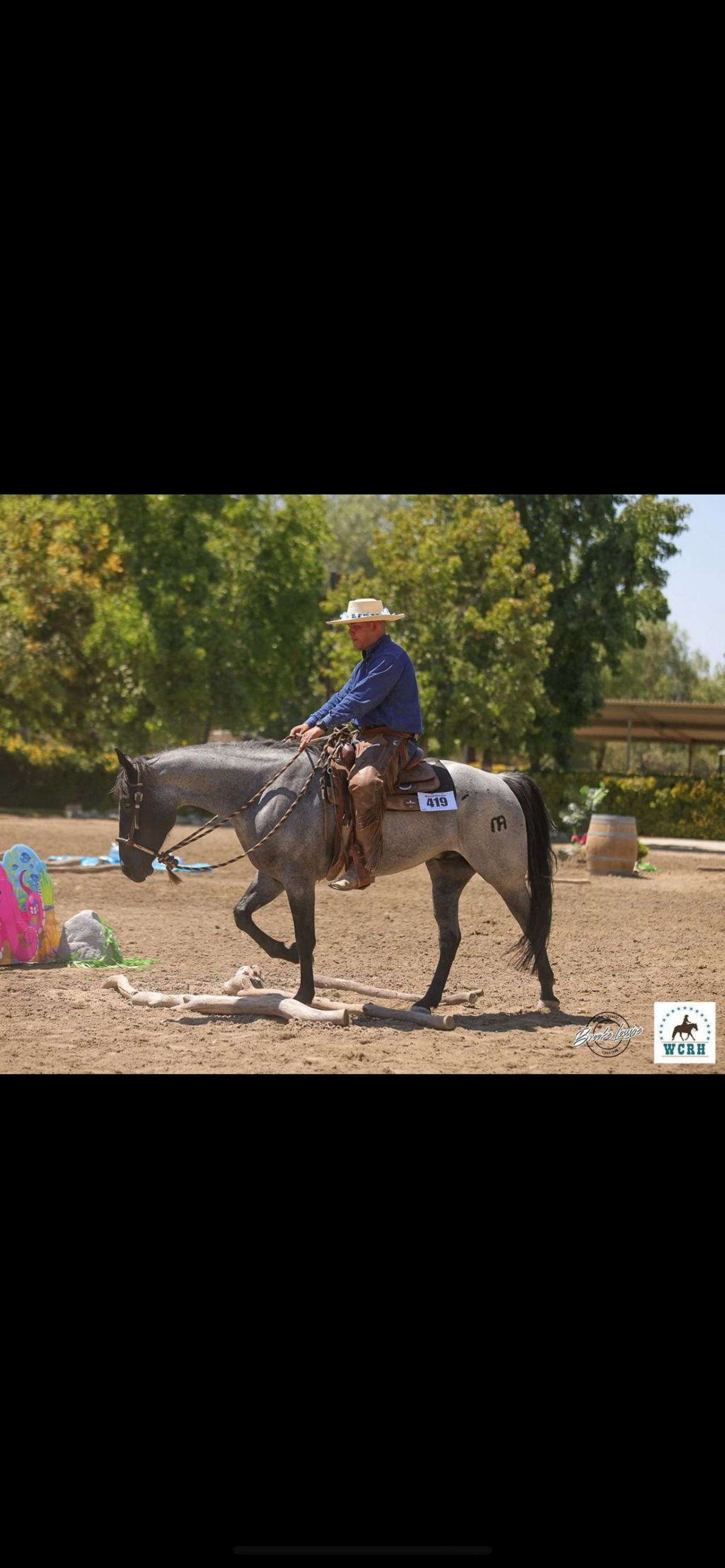 2020 AQHA Blue Roan Gelding