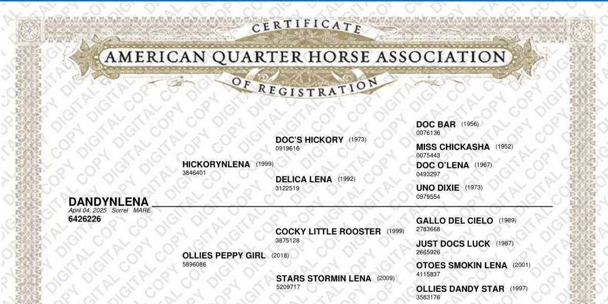 Doc Bar Bred Filly