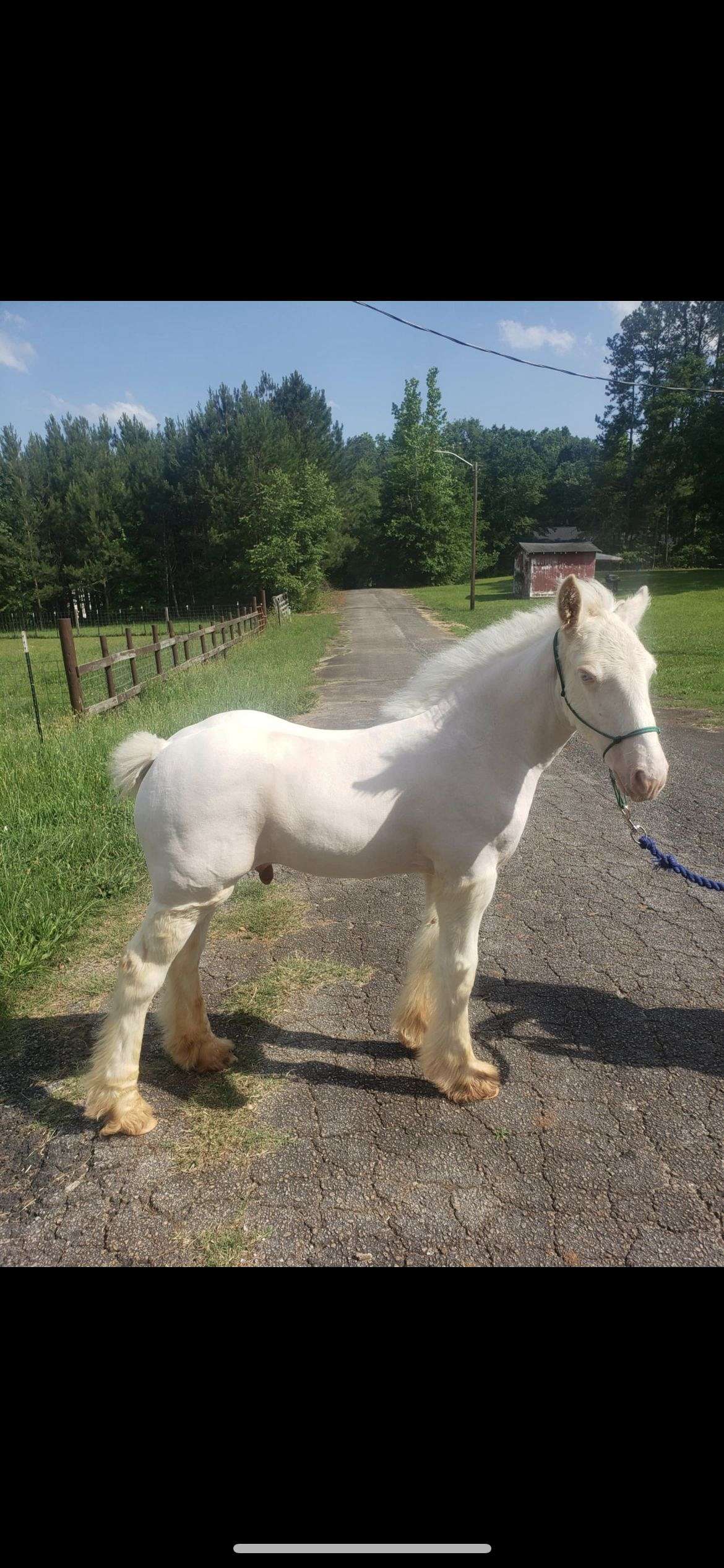 Beautiful Perlino Tobiano Located in Sc