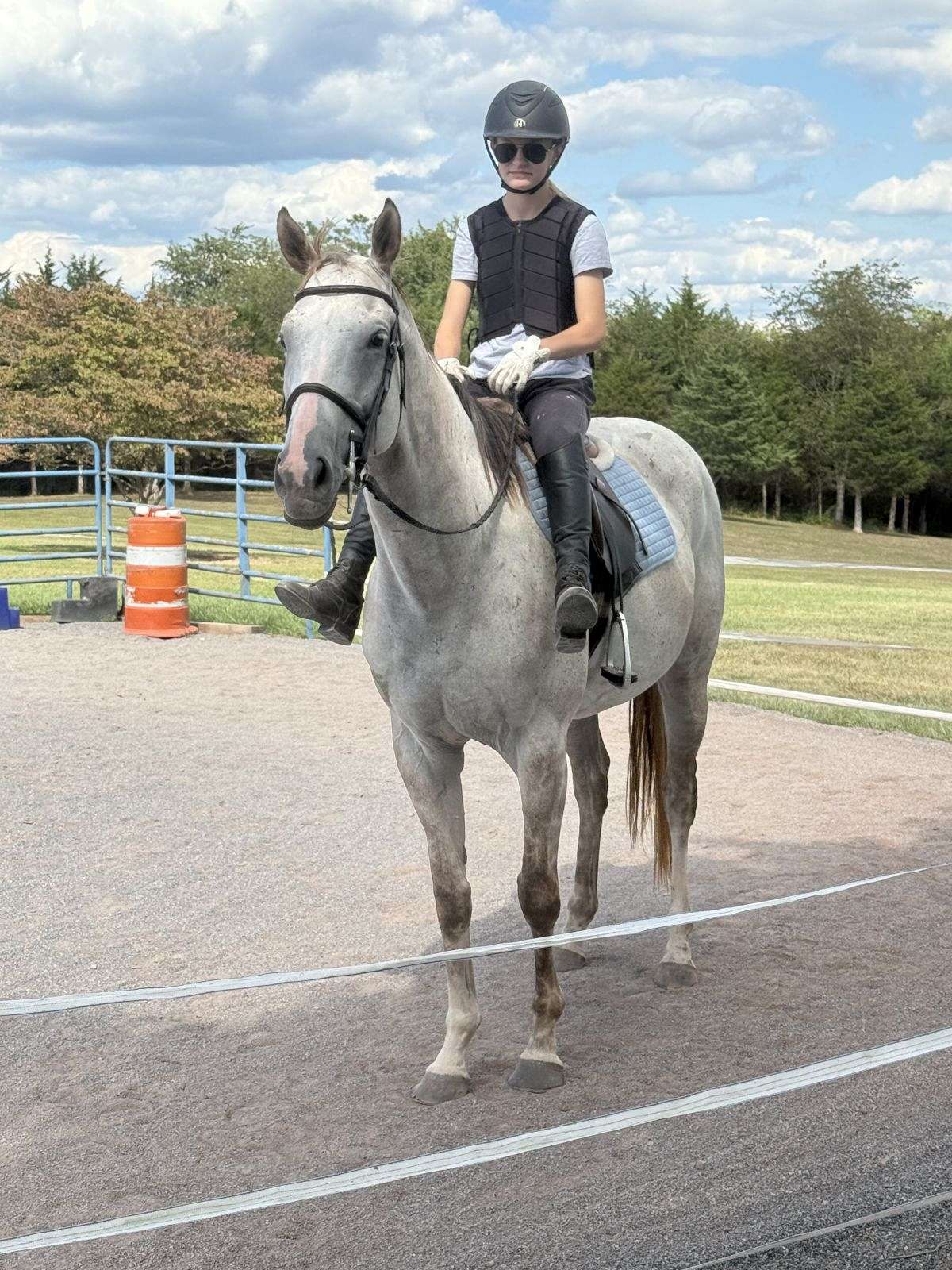 Beautiful Grey OTTB