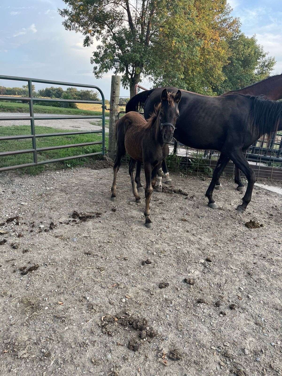 Black Arabian Weanling Filly