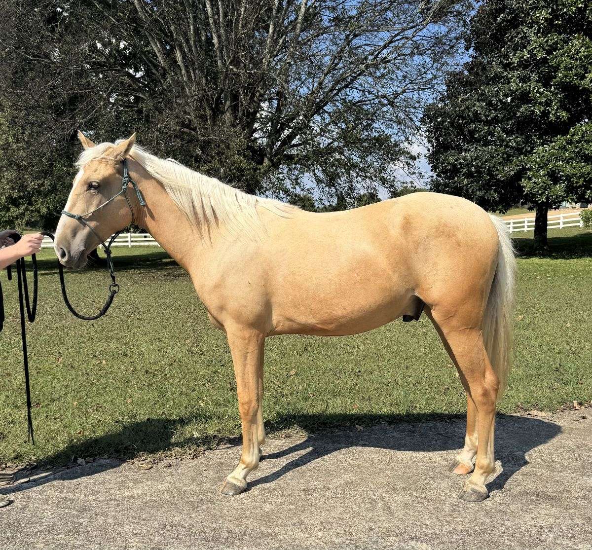 Grade Palomino Two Year Old
