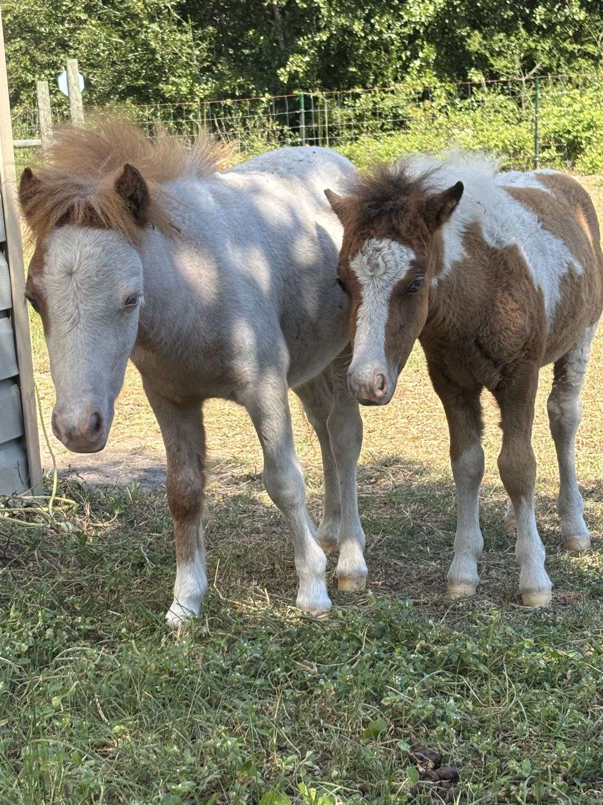 Gorgeous Miniature Horse Foals