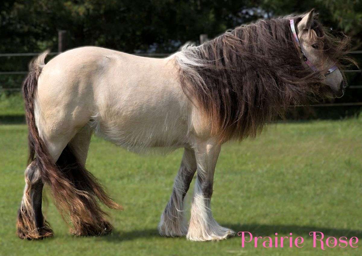 Beautiful Silver Buckskin Gypsy Vanner Mare That Rides! in Wisconsin
